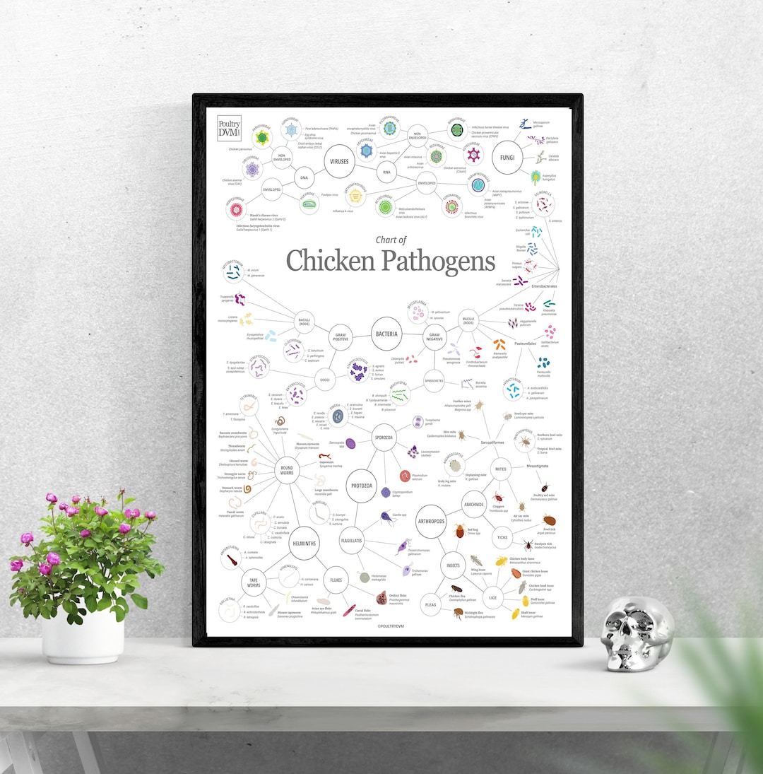Chicken Pathogens Poster - Microbiology Art - Veterinarian Gift ...