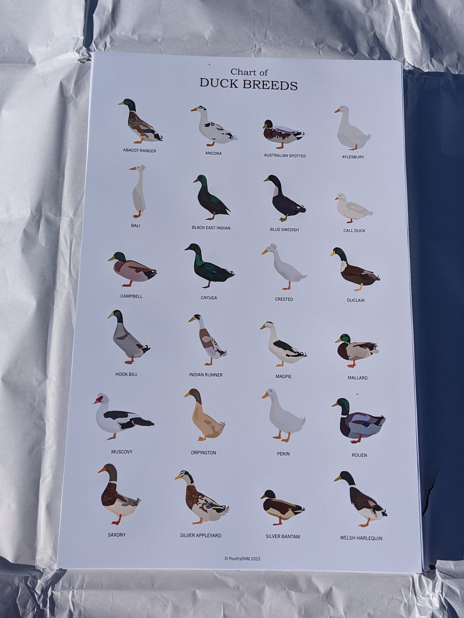 Chart of Duck Breeds Art Poster | Duck Lover | Waterfowl Art | Duck Art ...