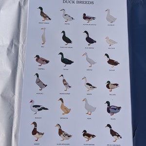 Chart of Duck Breeds Art Poster | Duck Lover | Waterfowl Art | Duck Art ...