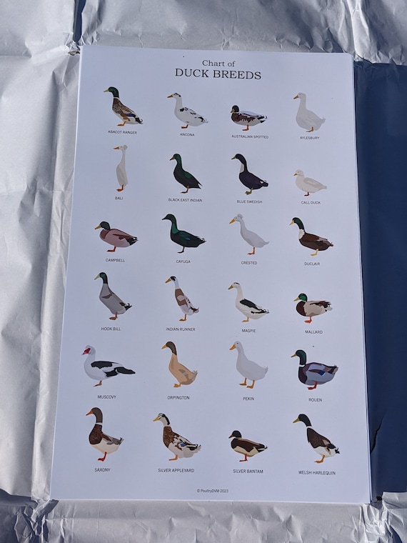 Duck Species Chart