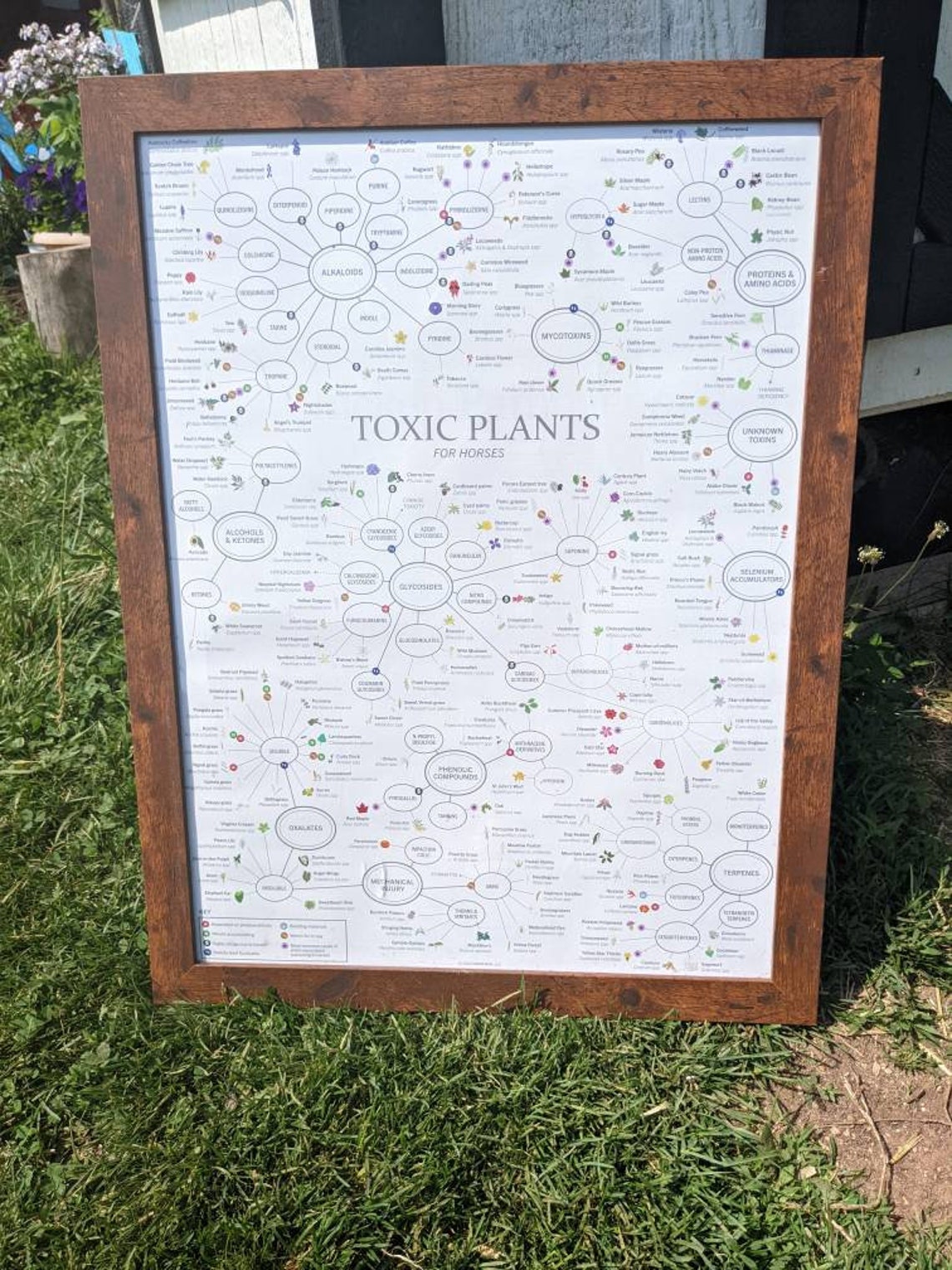 Toxic Plants for Horses Chart – Equine Health, Barn Wall Decor - Etsy