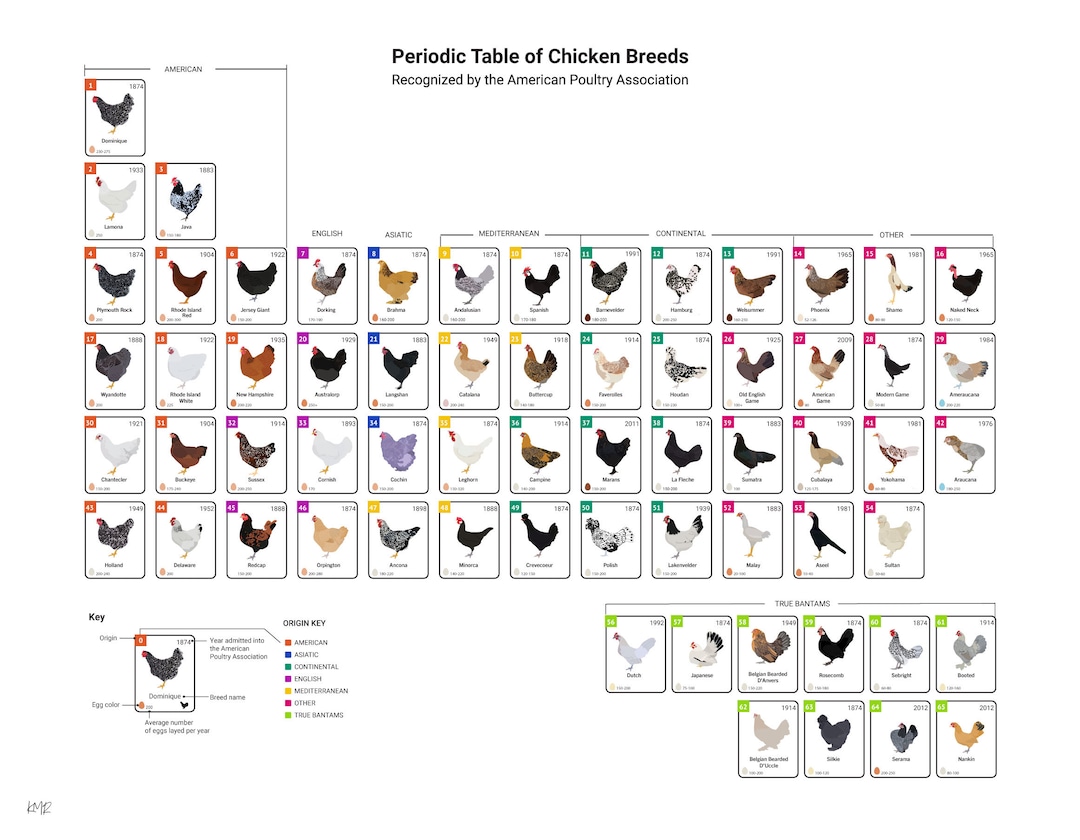 Periodic Table of Chicken Breeds Chicken Artwork Chicken Infographic ...