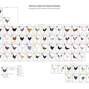 Periodic Table of Chicken Breeds - Chicken Artwork - Chicken ...