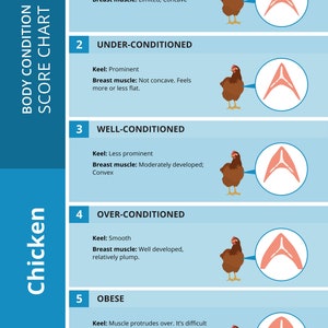Chicken Body Condition Score Chart – Poultry Vet Reference (digital ...