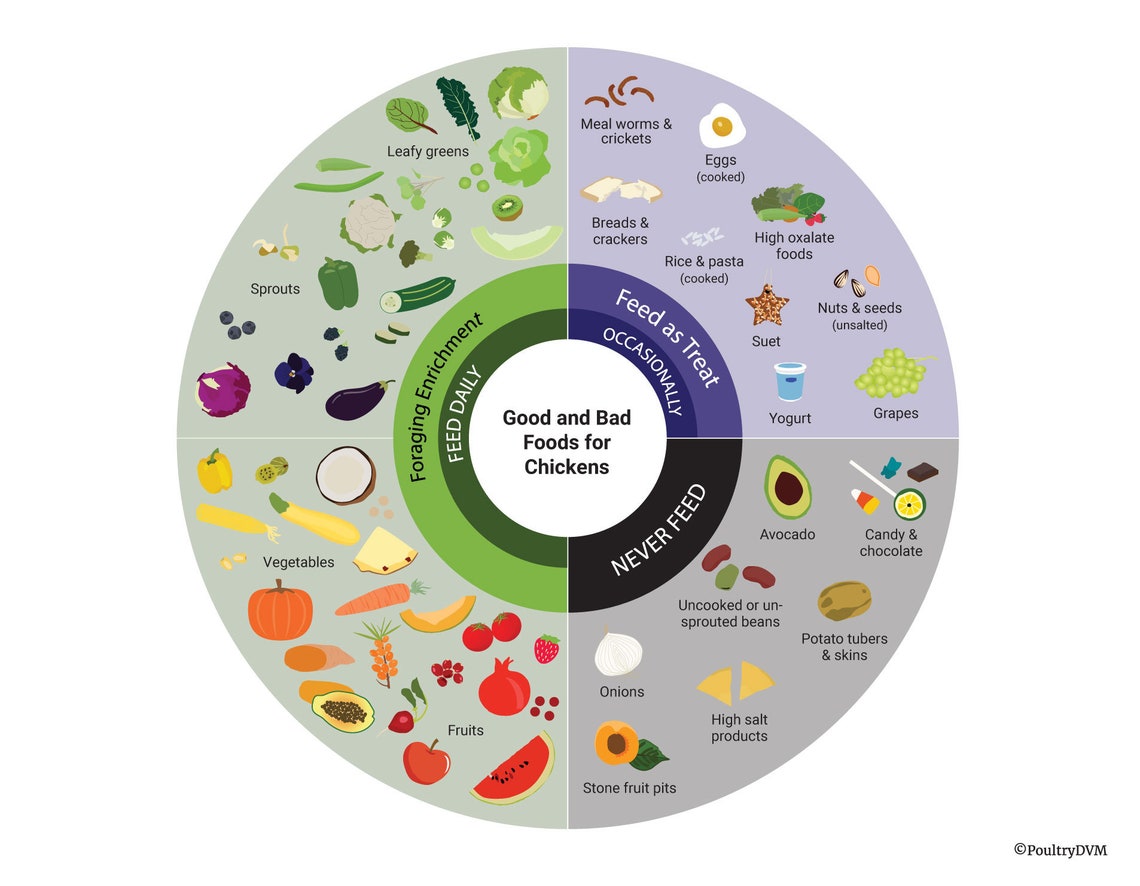 Good and Bad Foods for Chickens Downloadable Chart - Etsy