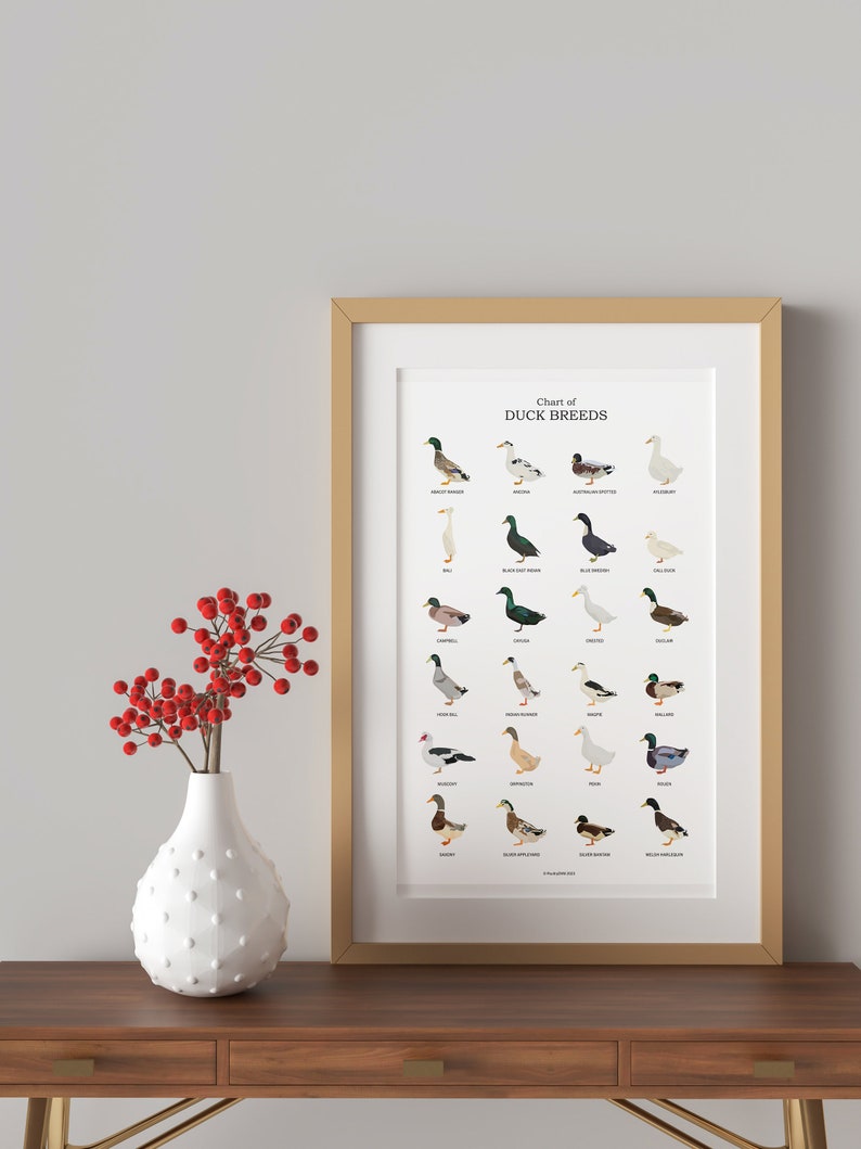 Duck Breeds Art Poster | Waterfowl Chart Print - Etsy UK