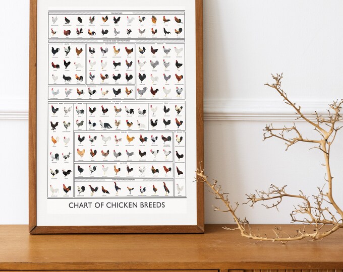The Chicken Alphabet Art Print, Chicken Art Print, Chicken Theme Gift ...