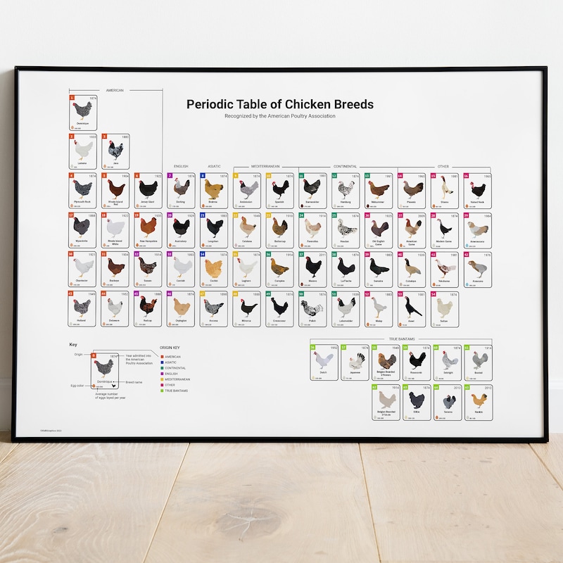 Chicken Breeds Poster - Etsy