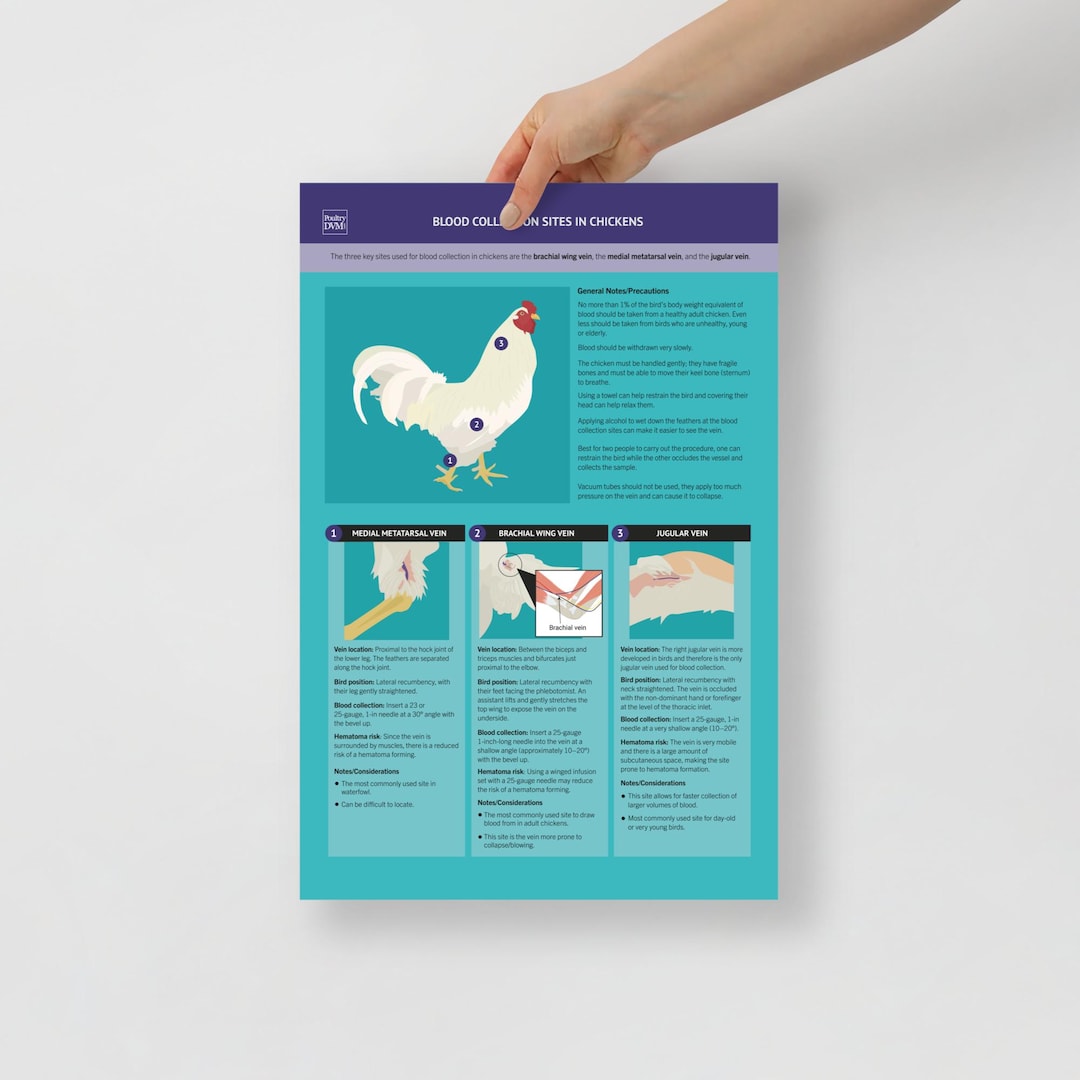 Blood Collection Sites in Chickens Chart for Veterinarians - Etsy