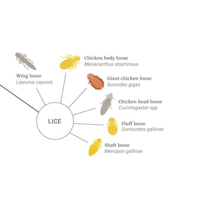 Chicken Pathogens Chart – Microbiology Veterinary Art Poster - Etsy