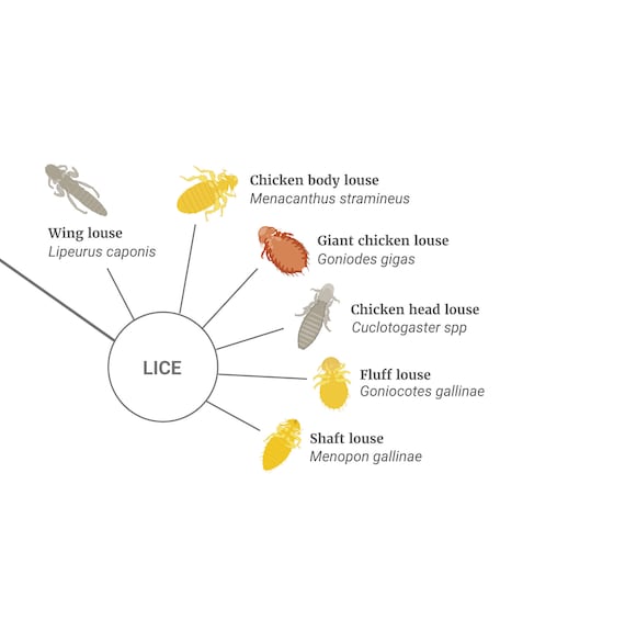 Menopon Gallinae Life Cycle