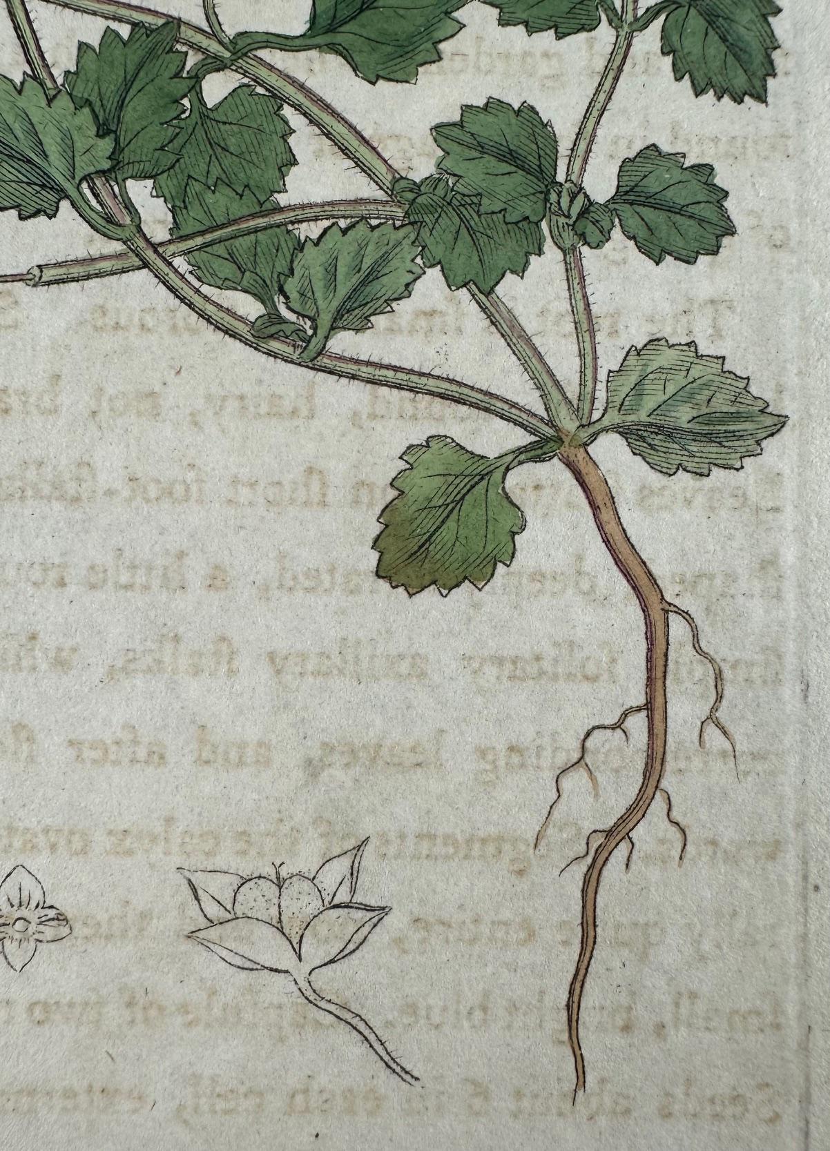 Original 1800 Antique Hand-colored Procumbent Speedwell Plant English ...