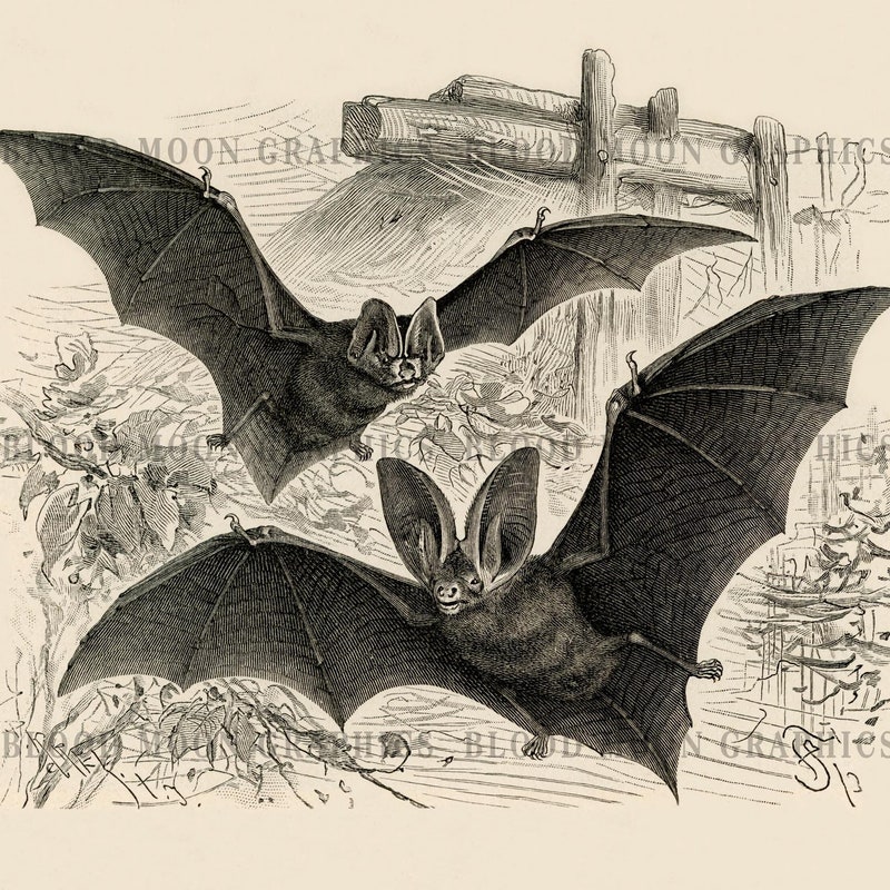 Vintage Bat Print - Etsy