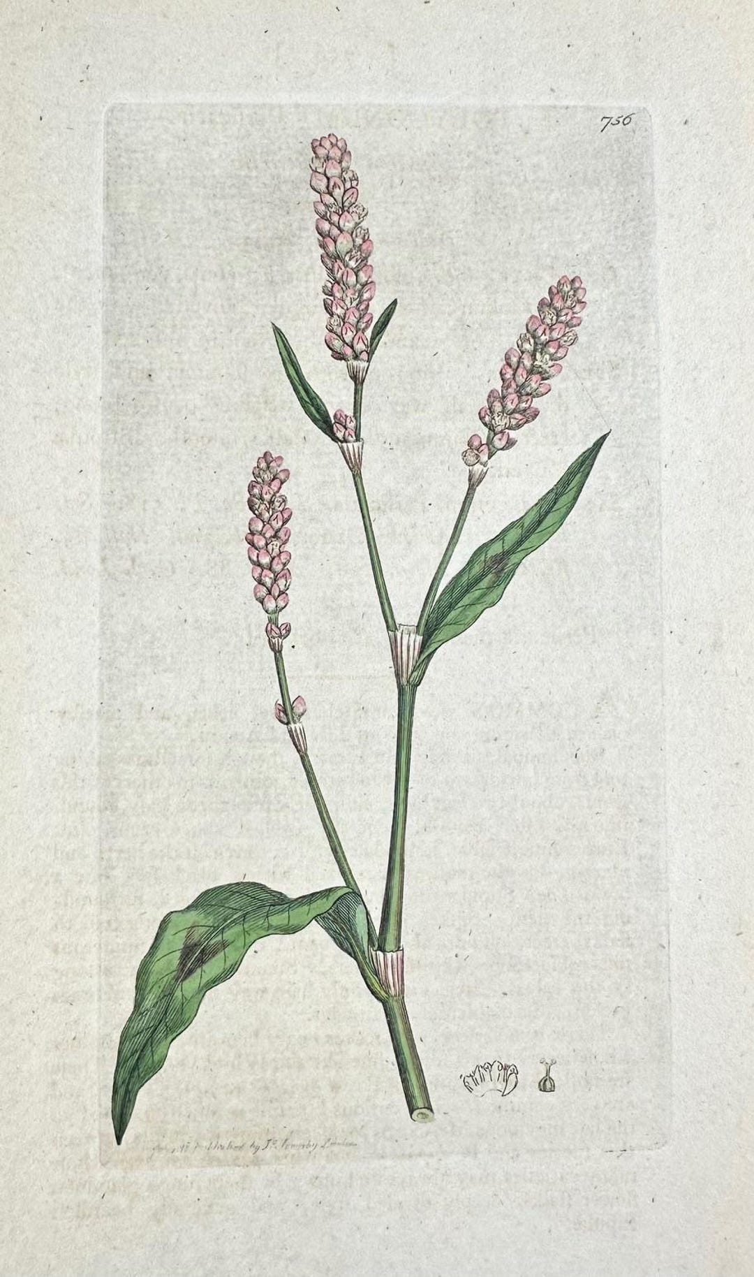 Original 1800 Antique Hand-colored Spotted Perficaria Plant English ...