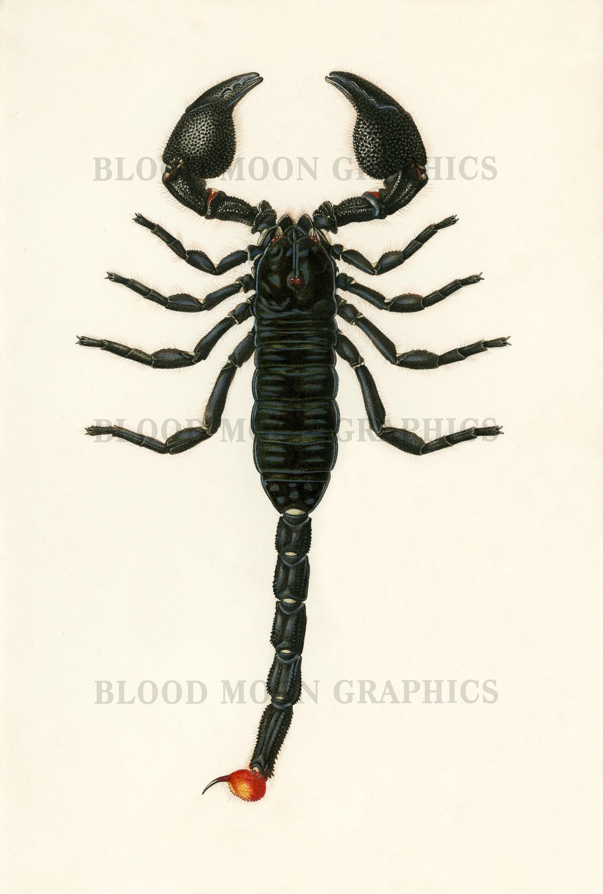 Antique 1849 Vintage Scorpion Printable Digital Print Invertebrate002 ...