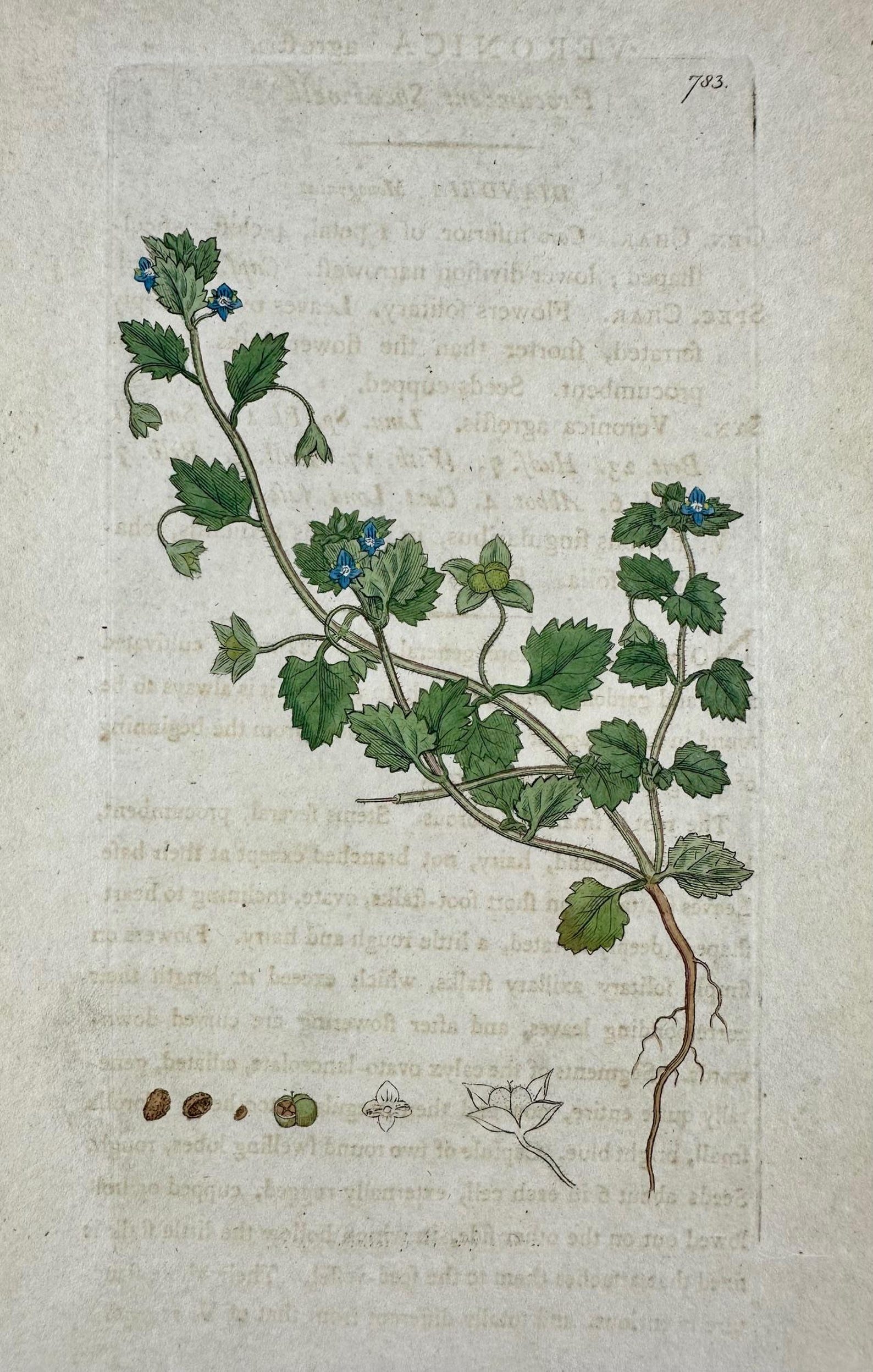 Original 1800 Antique Hand-colored Procumbent Speedwell Plant English ...