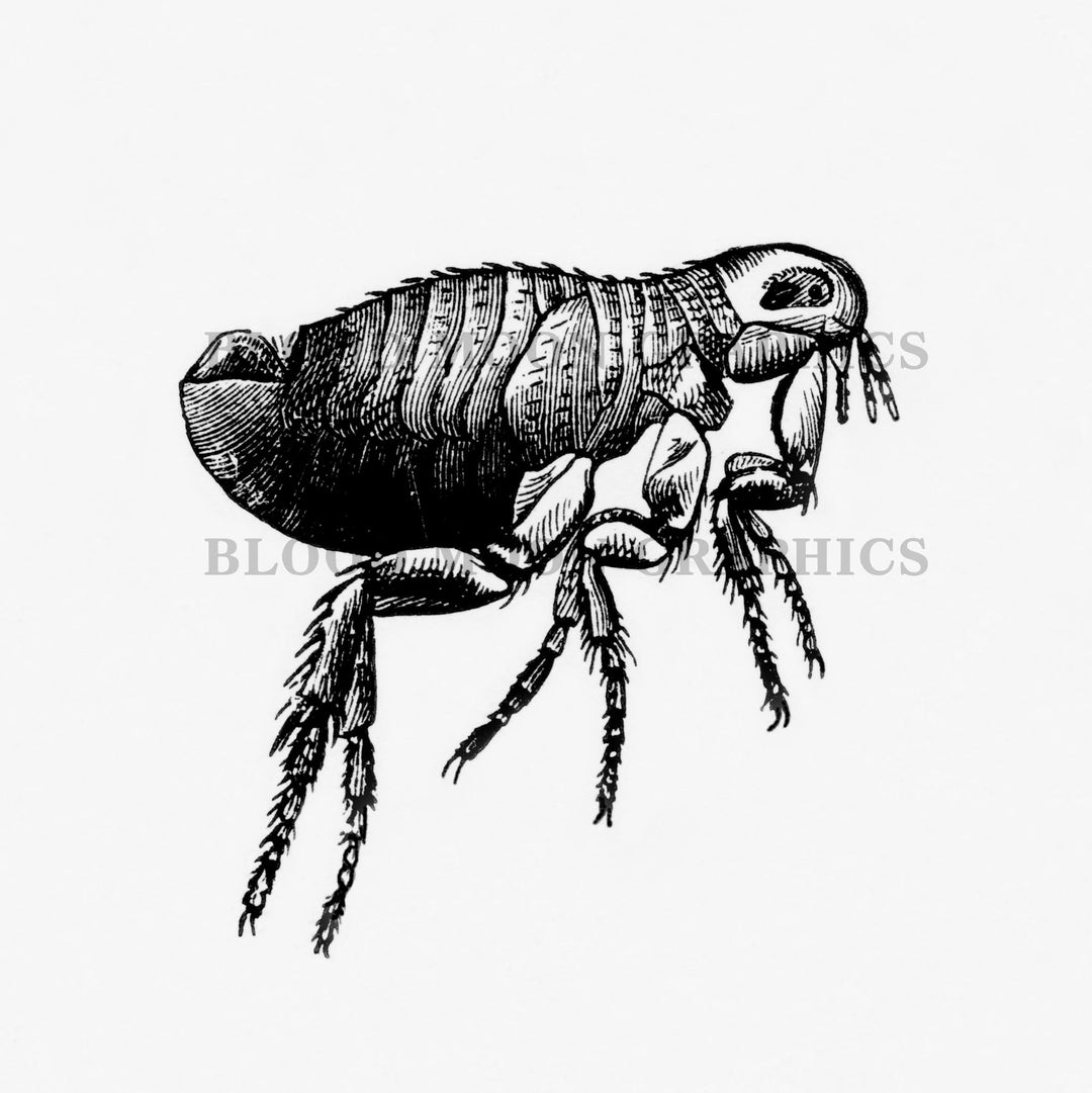 Antique 1800s Vintage Flea Printable Digital Print - Etsy
