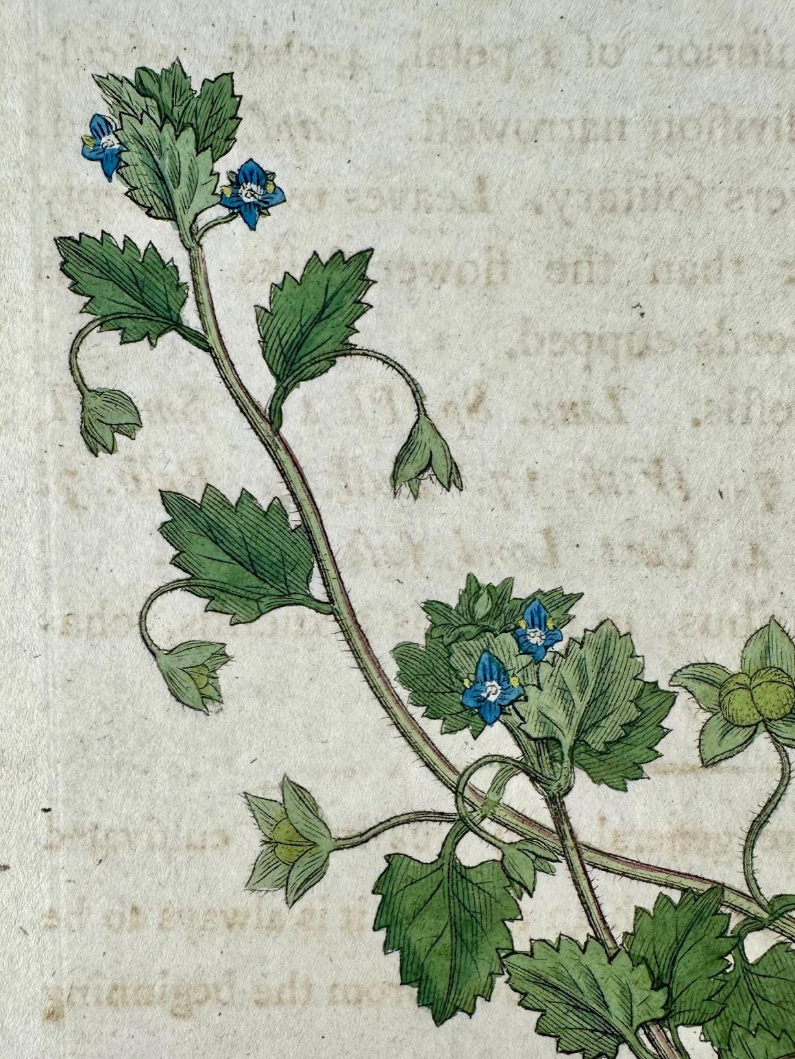 Original 1800 Antique Hand-colored Procumbent Speedwell Plant English ...