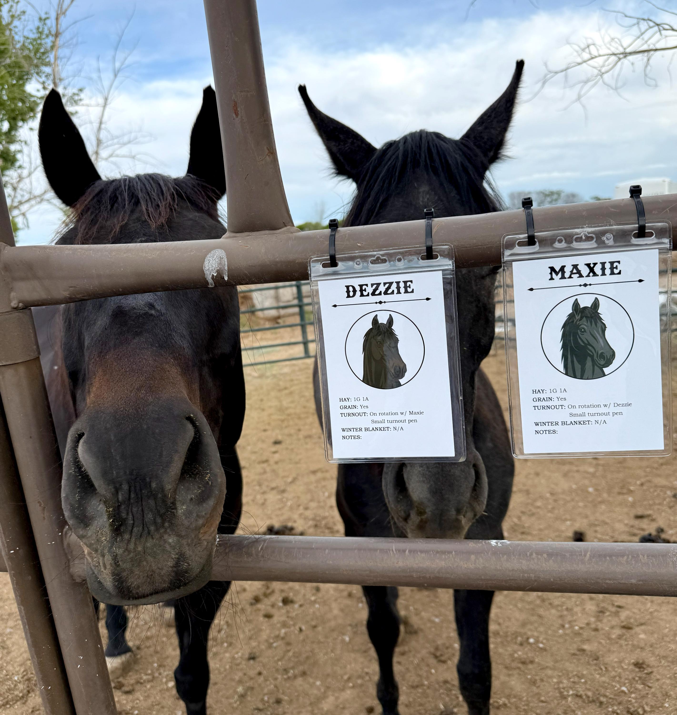 Custom Horse Stall Card | Emergency Contact & Identification ...