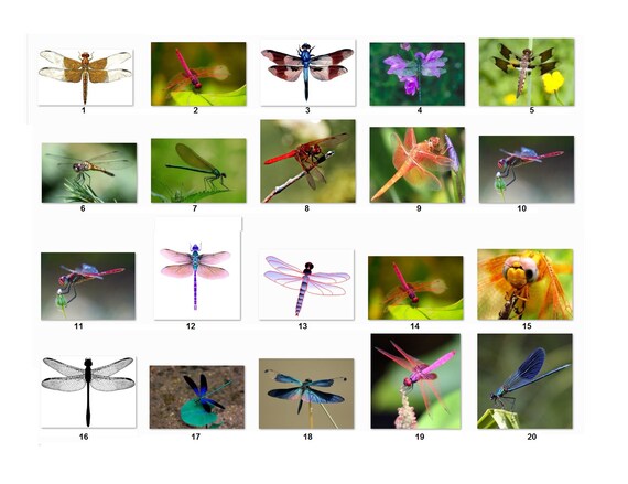 30 Personal Address Labels Dragonflies dr 1 - Etsy