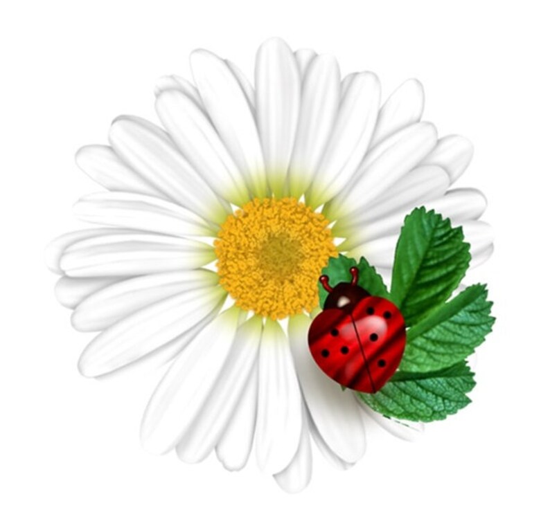 30 Personal Address Label Ladybug With Flower bx 480 - Etsy