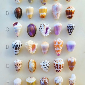 Shell Bangles, Choose Your Own Shell Bangle STERLING SILVER Hawaiian ...