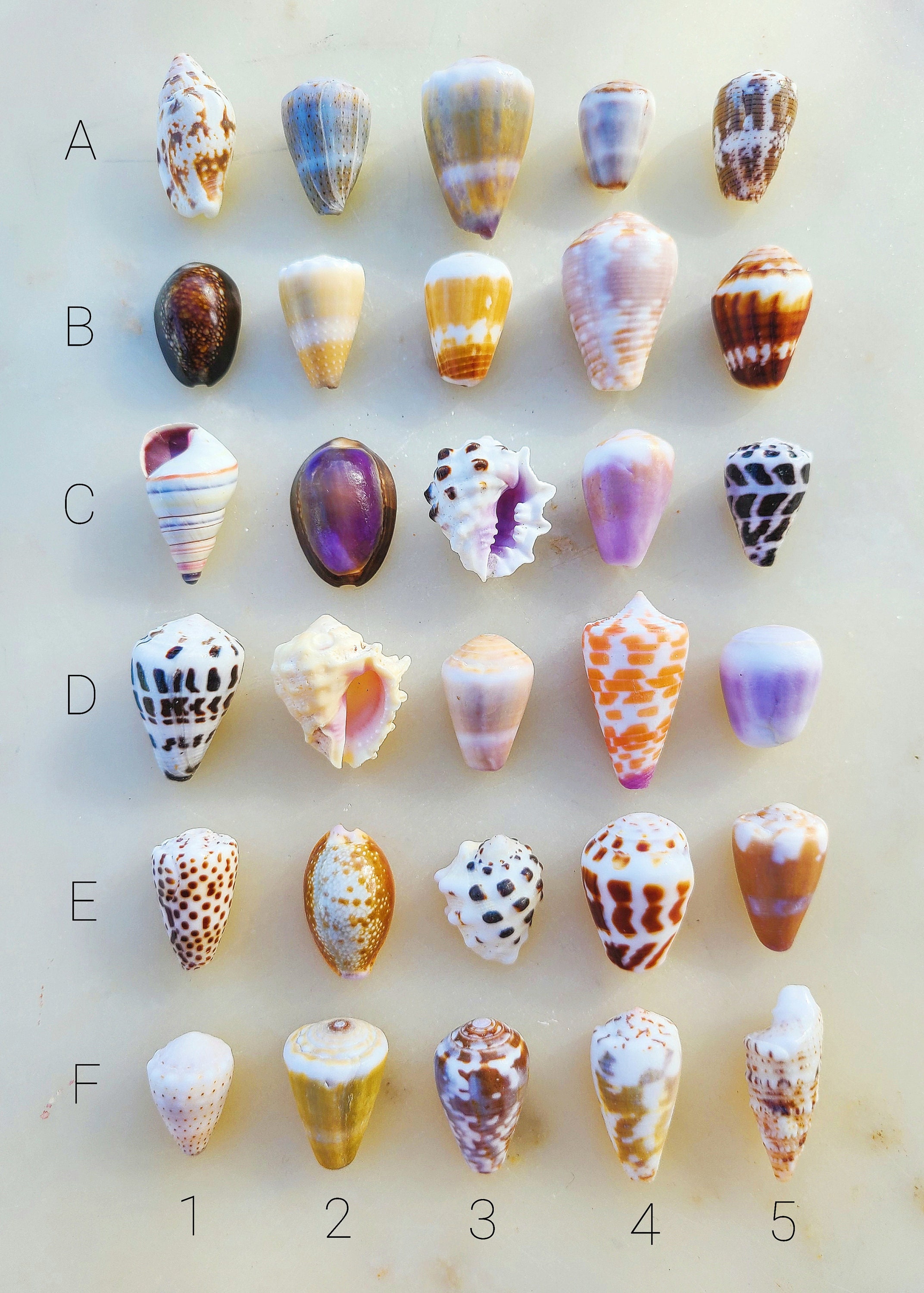 Shell Bangles Choose Your Own Shell Bangle STERLING SILVER - Etsy