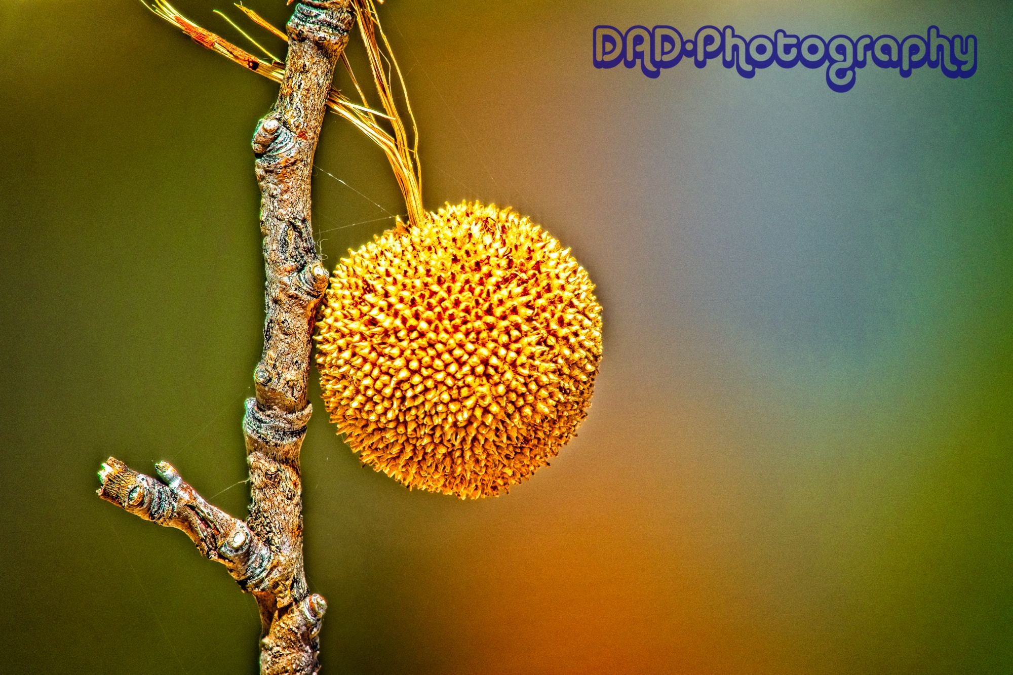 Sycamore Tree Fruit Balls