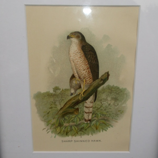 Hawk Print - Etsy