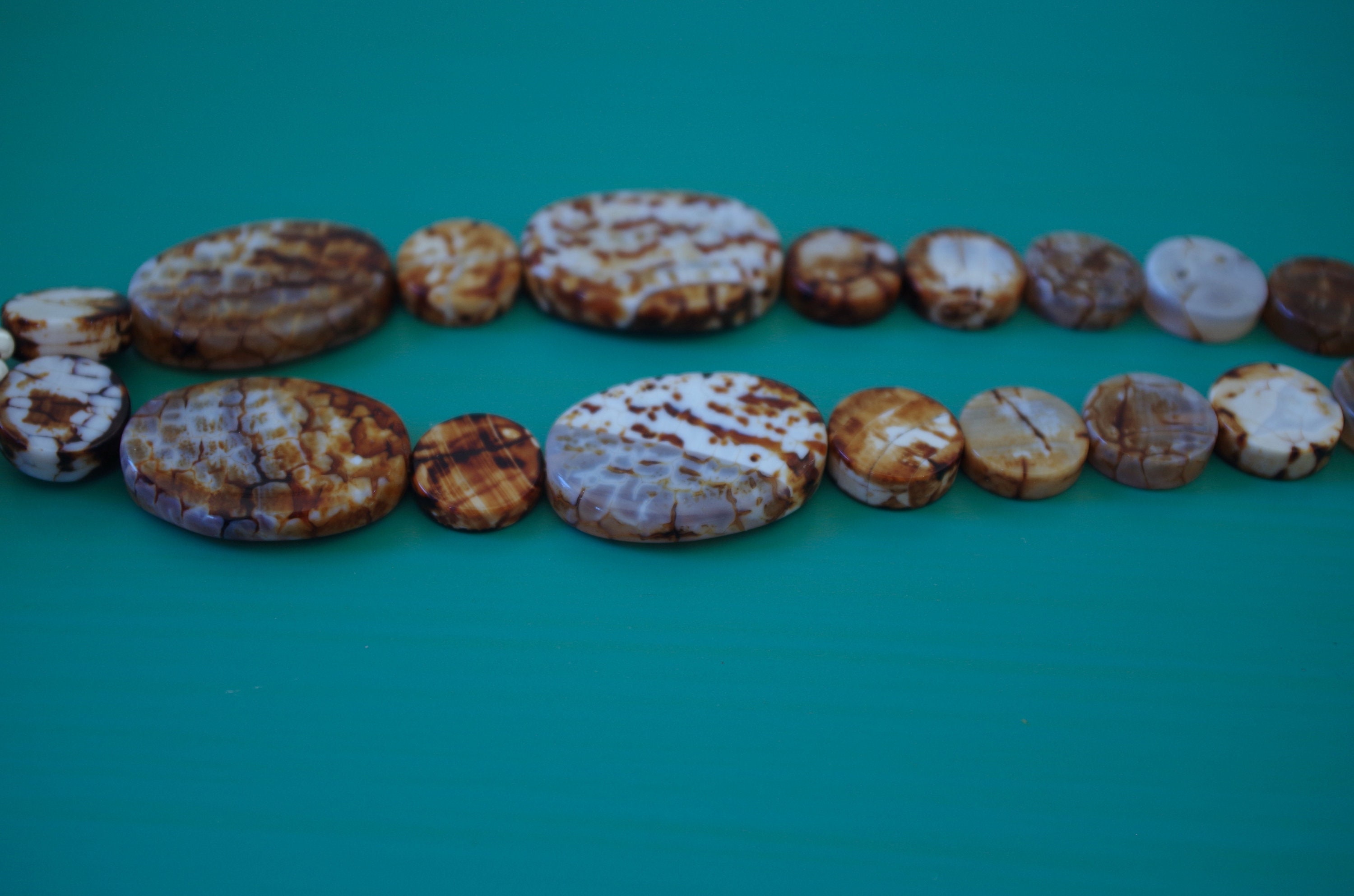 Large Hawkwing Conch Seashell Sliced Oval & Round Brown Fire Crackle ...