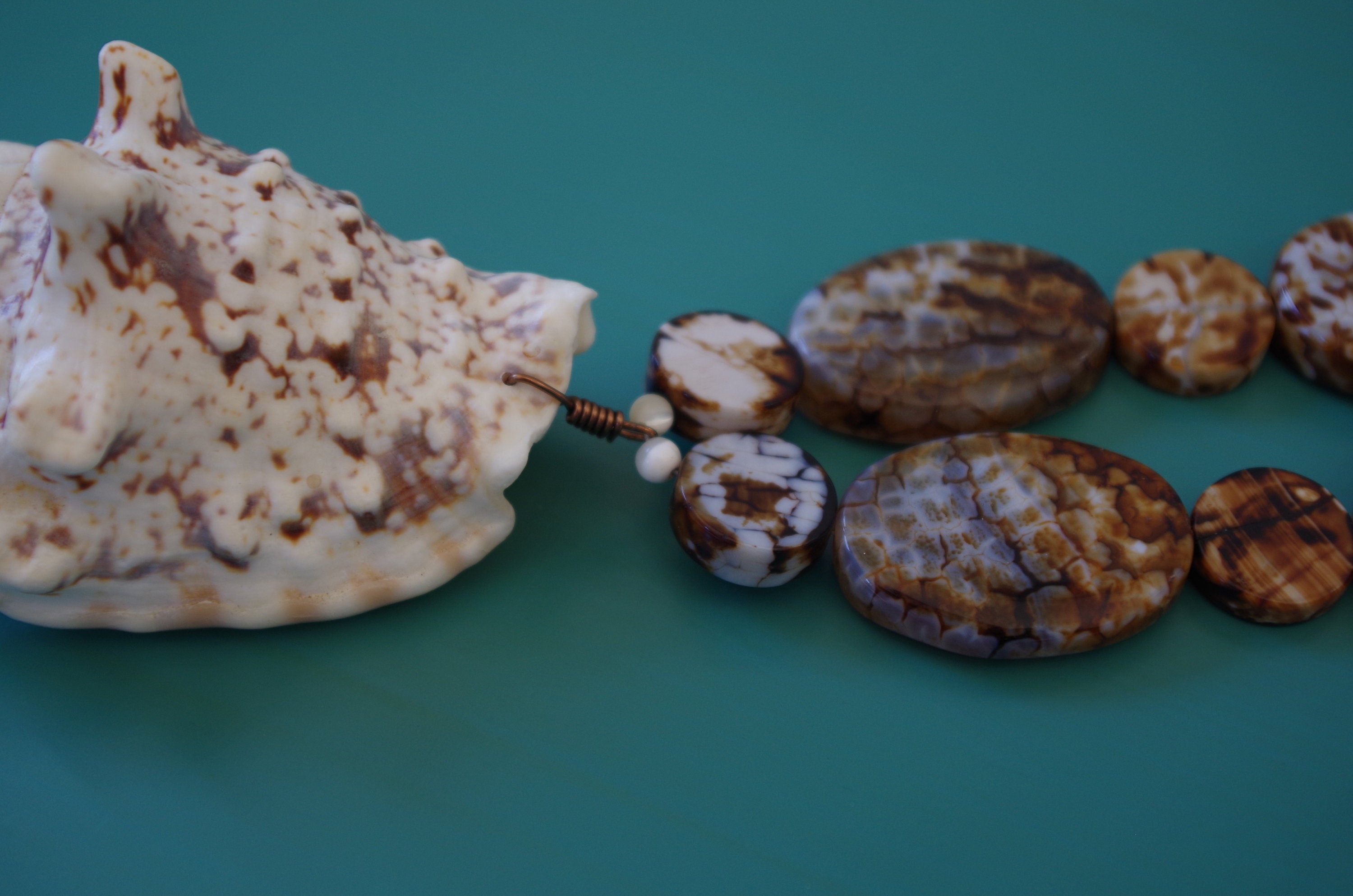 Large Hawkwing Conch Seashell Sliced Oval & Round Brown Fire Crackle ...