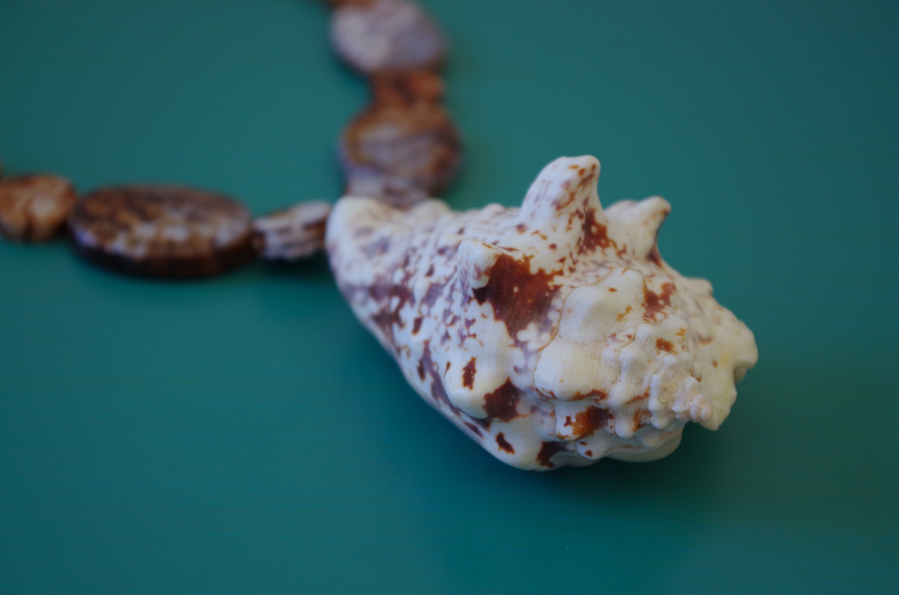 Large Hawkwing Conch Seashell Sliced Oval & Round Brown Fire Crackle ...