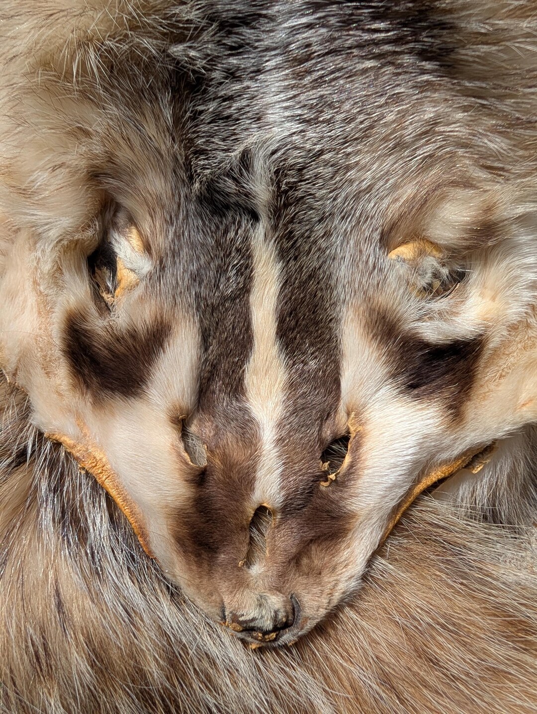 Badger Wallhanger Pelt // Real Hide - Etsy