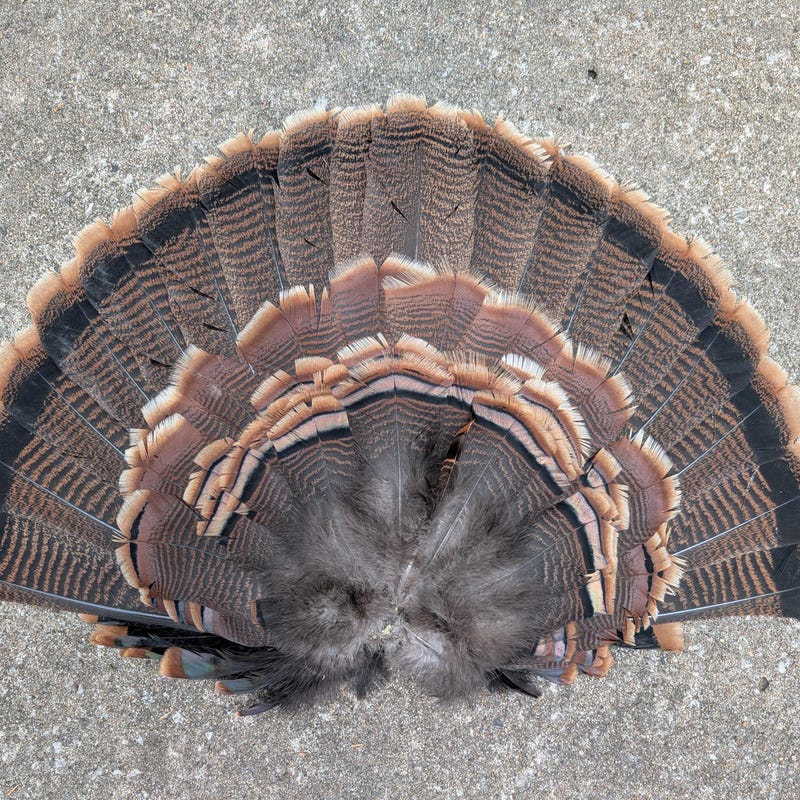 Wild Turkey Feathers - Etsy