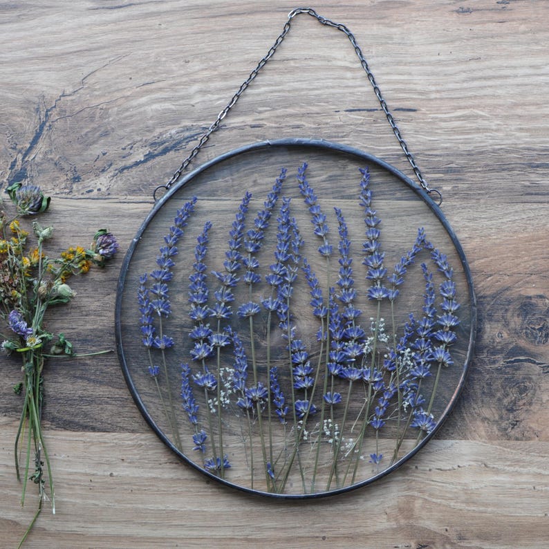 Pressed Lavender Wall Art – Real Flower Floating Glass Frame, Botanical ...