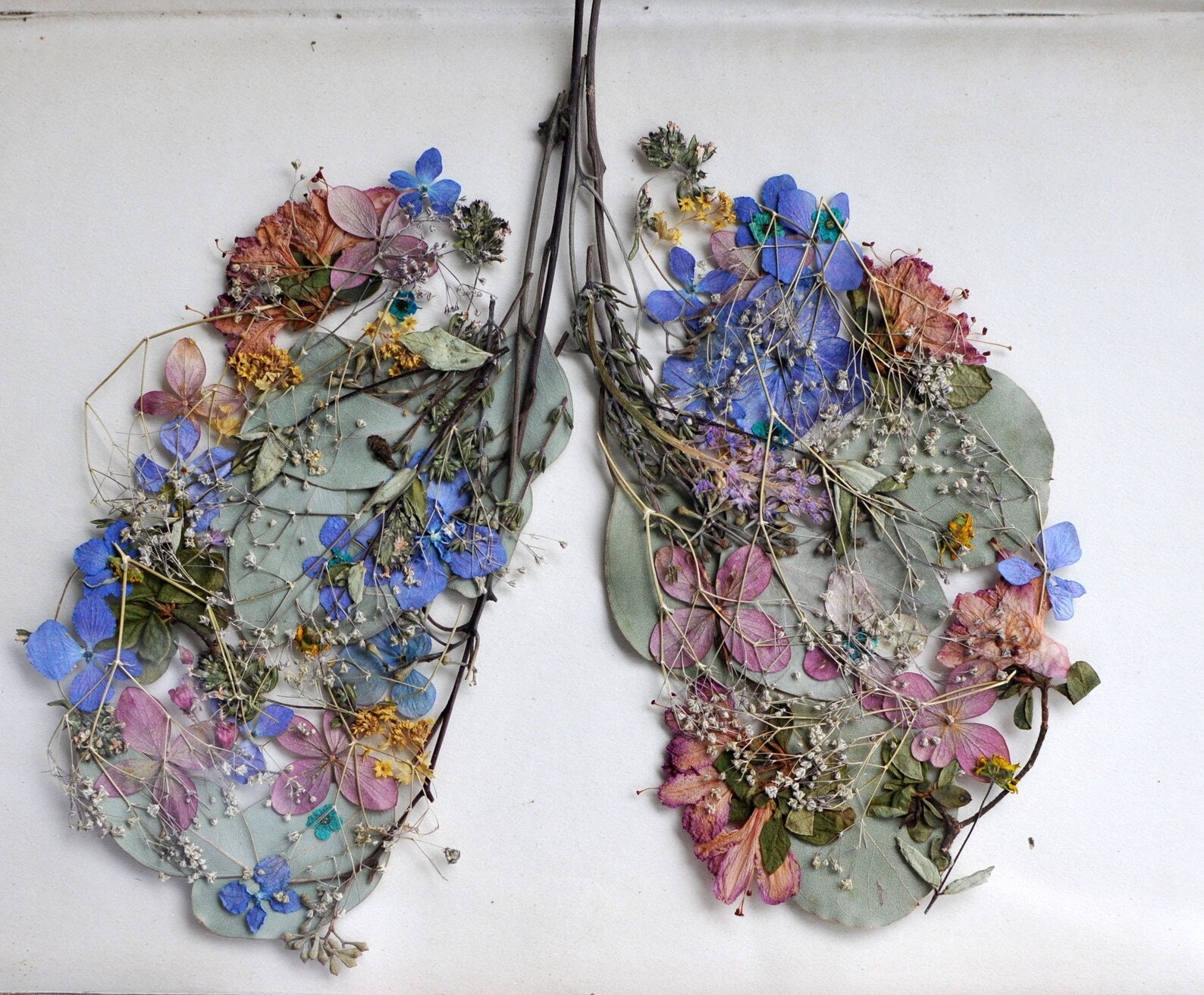Human Breathing, Lungs, Anathomy Botanical, Breathe, Anatomical ...