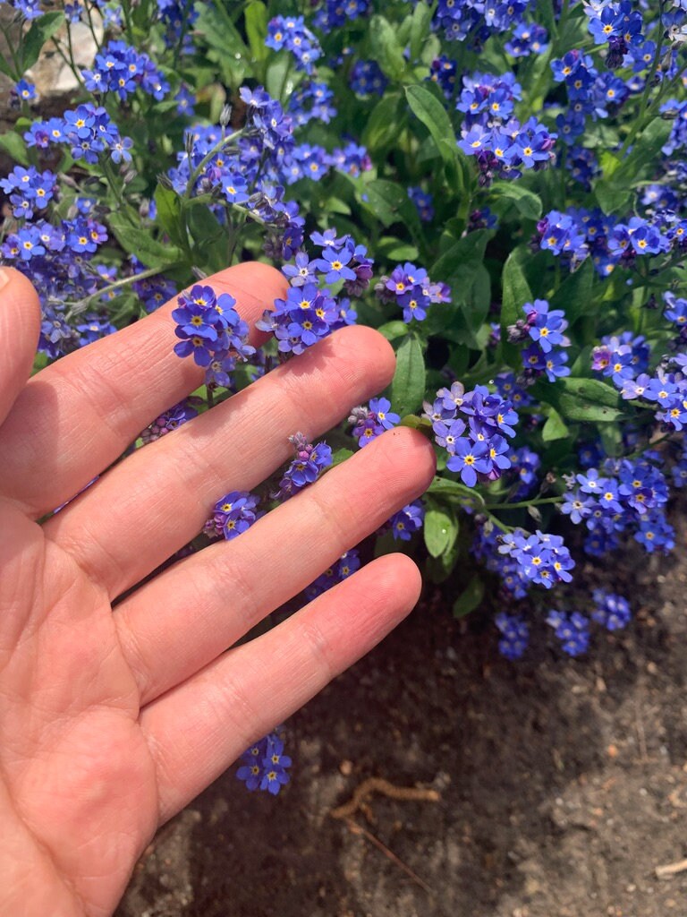 Forget Me Nots Stained Glass Frame Pressed Flower Frame | Etsy