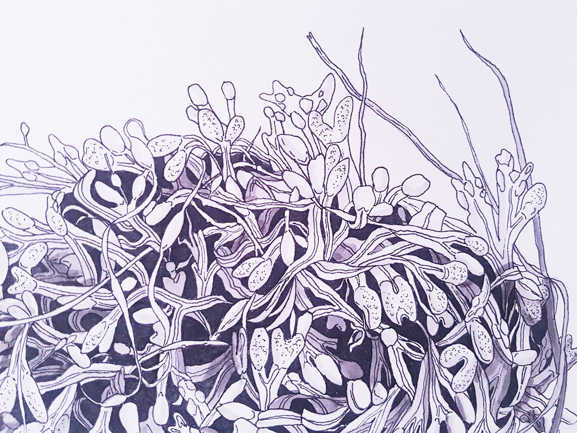 Seaweed Ink Line Drawing Art Print Wall Art Coastal Home - Etsy