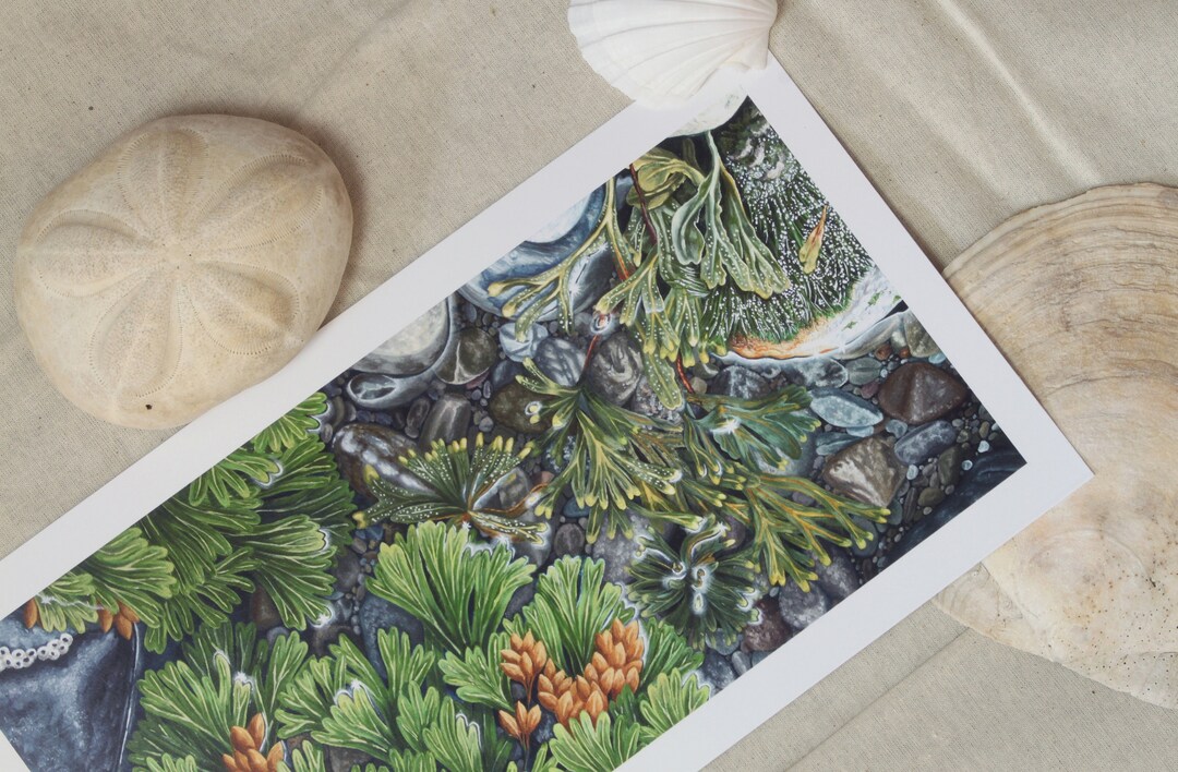Tide Pool Seaweeds - Digital Reproduction of an Original Oil Painting ...