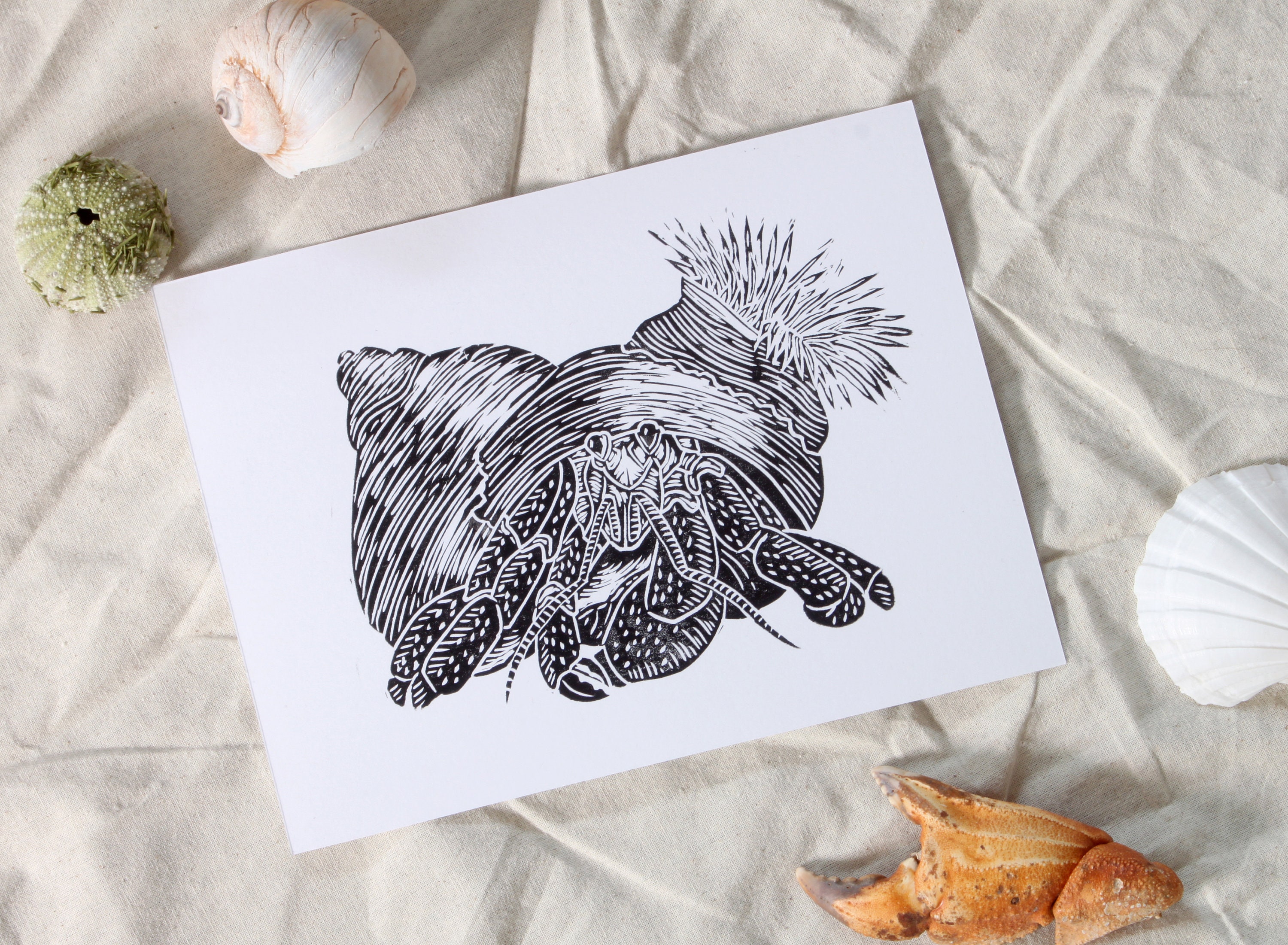 Sea Anemone And Hermit Crab