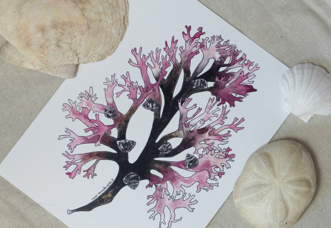 Irish Moss Seaweed - Digital Reproduction/art Print of a Watercolour ...