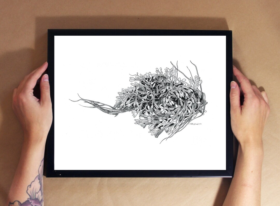 Seaweed - Ink Line Drawing - Art Print, Wall Art, Coastal Home Decor ...