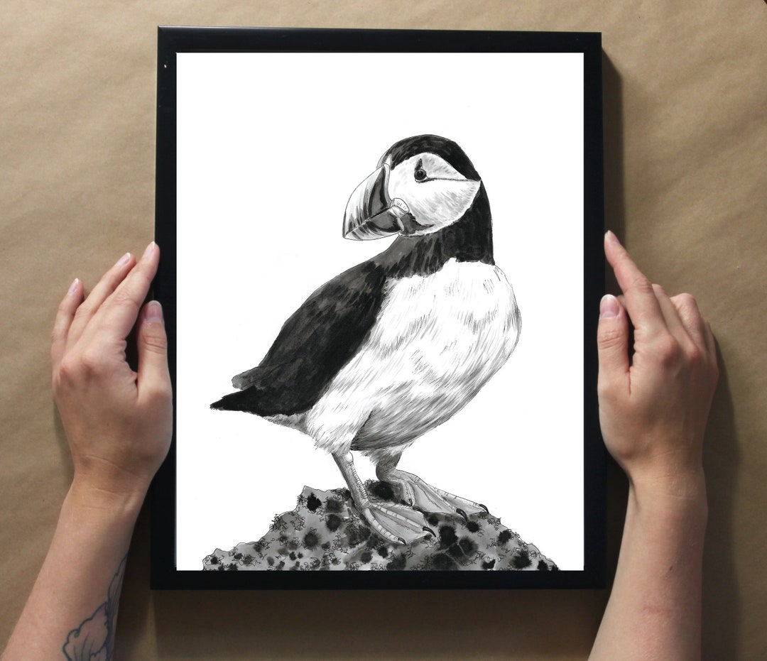Atlantic Puffin - Ink Line Drawing - Art Print, Wall Art, Coastal Home ...