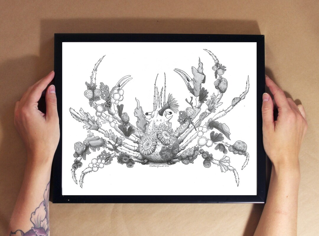 Decorator Crab - Ink Line Drawing - Art Print, Wall Art, Coastal Home ...