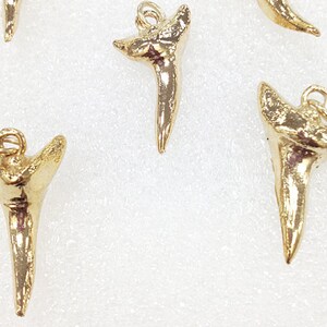 24 K Gold Plated Real Shark Tooth Pendant Charm Gold Shark Tooth Teeth ...