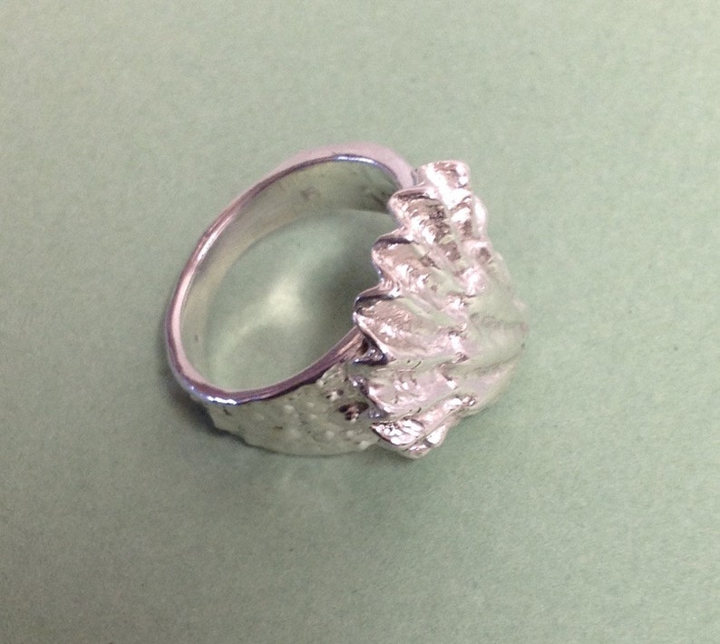 Shell Ring Using a Cats Claw Clam Shell on Top and a Sae Urchin Band ...