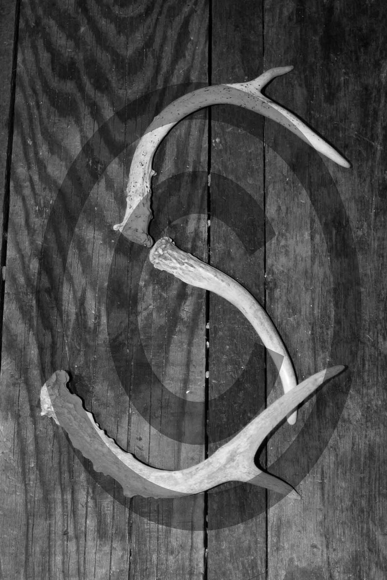 Antler Alphabet Art Letter Digital Download - Etsy
