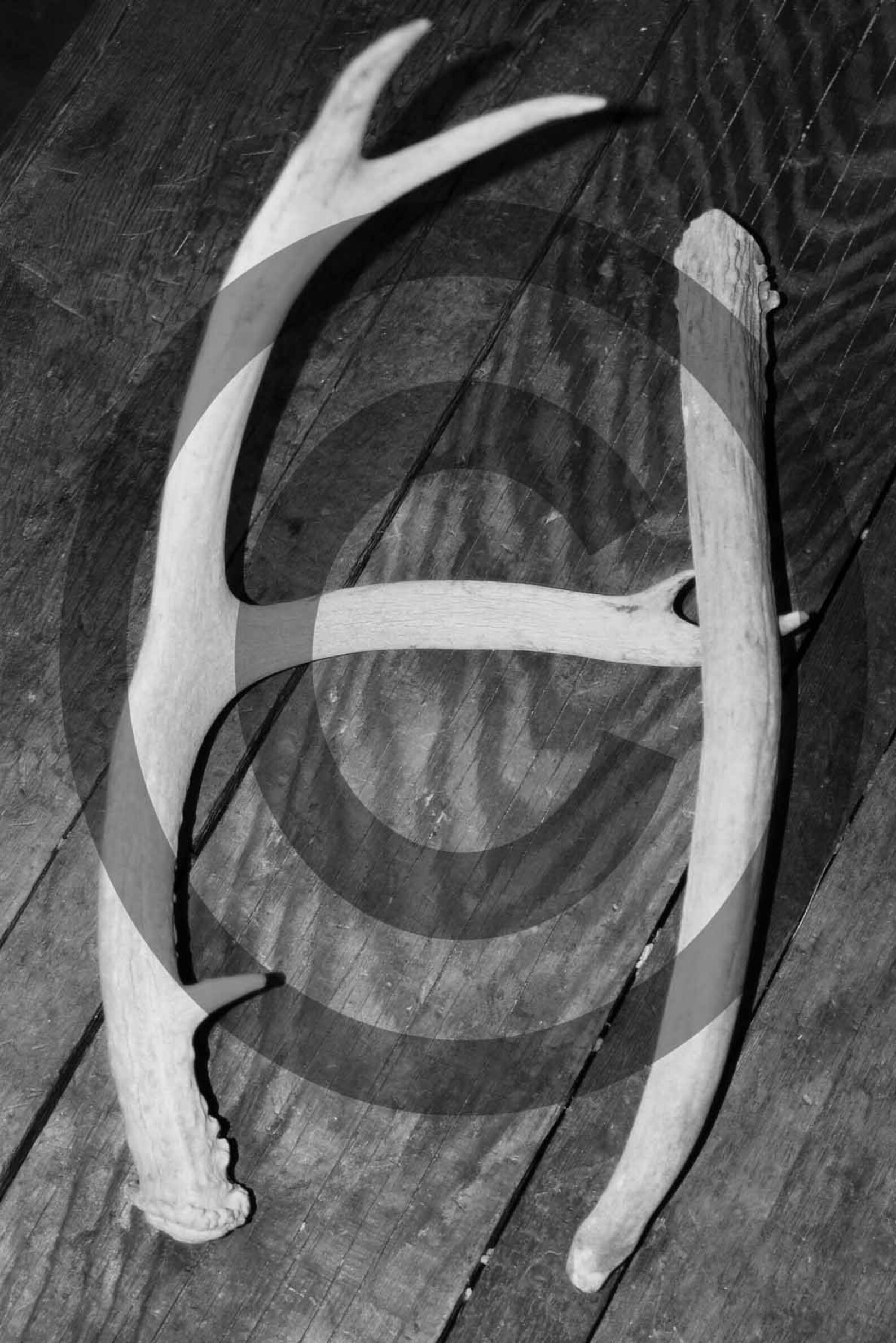 Antler Alphabet Art Letter Digital Download - Etsy