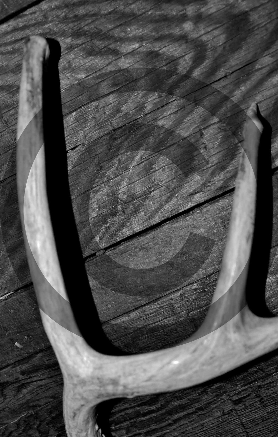 Antler Alphabet Art Letter Digital Download - Etsy