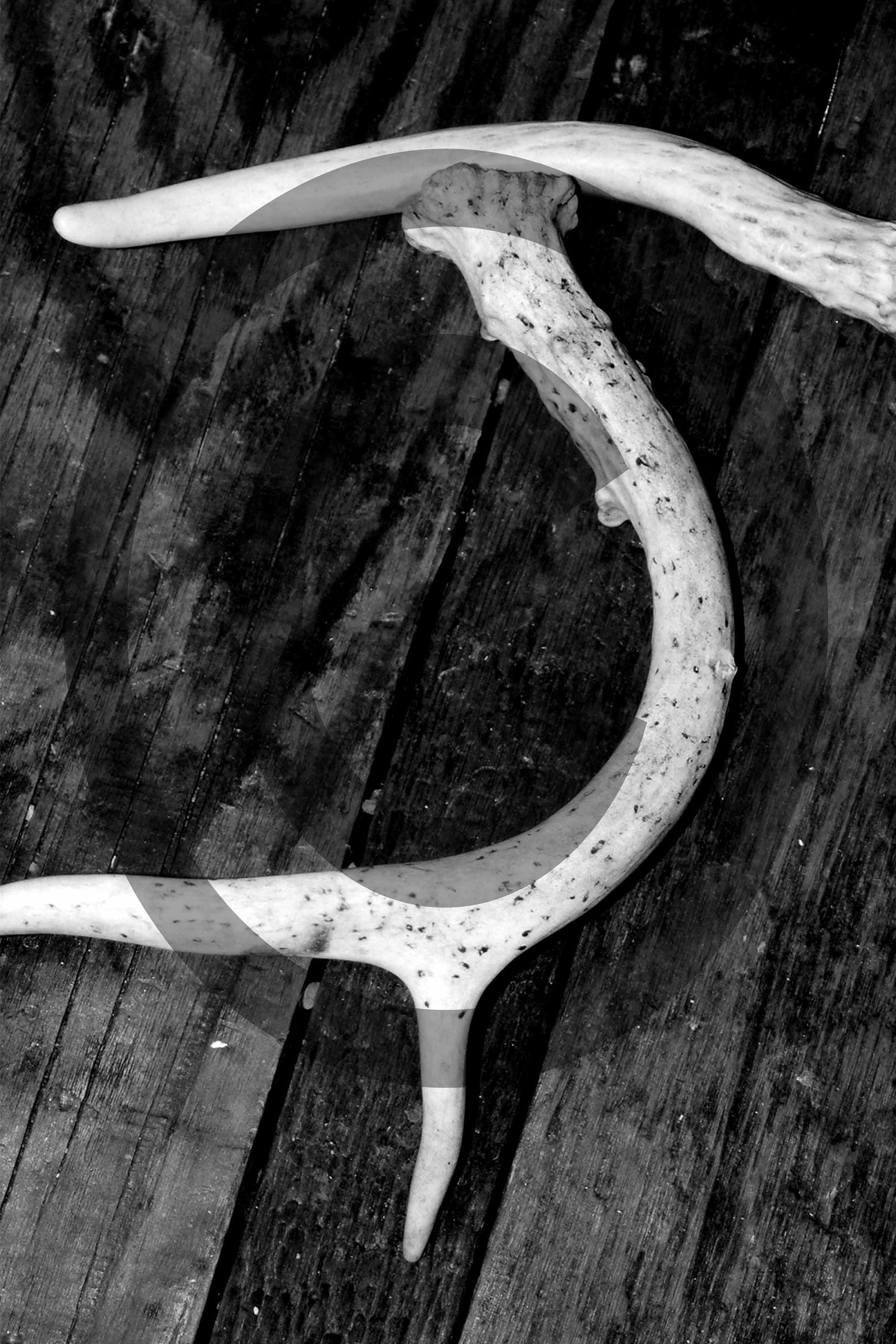 Antler Alphabet Art Letter Digital Download - Etsy